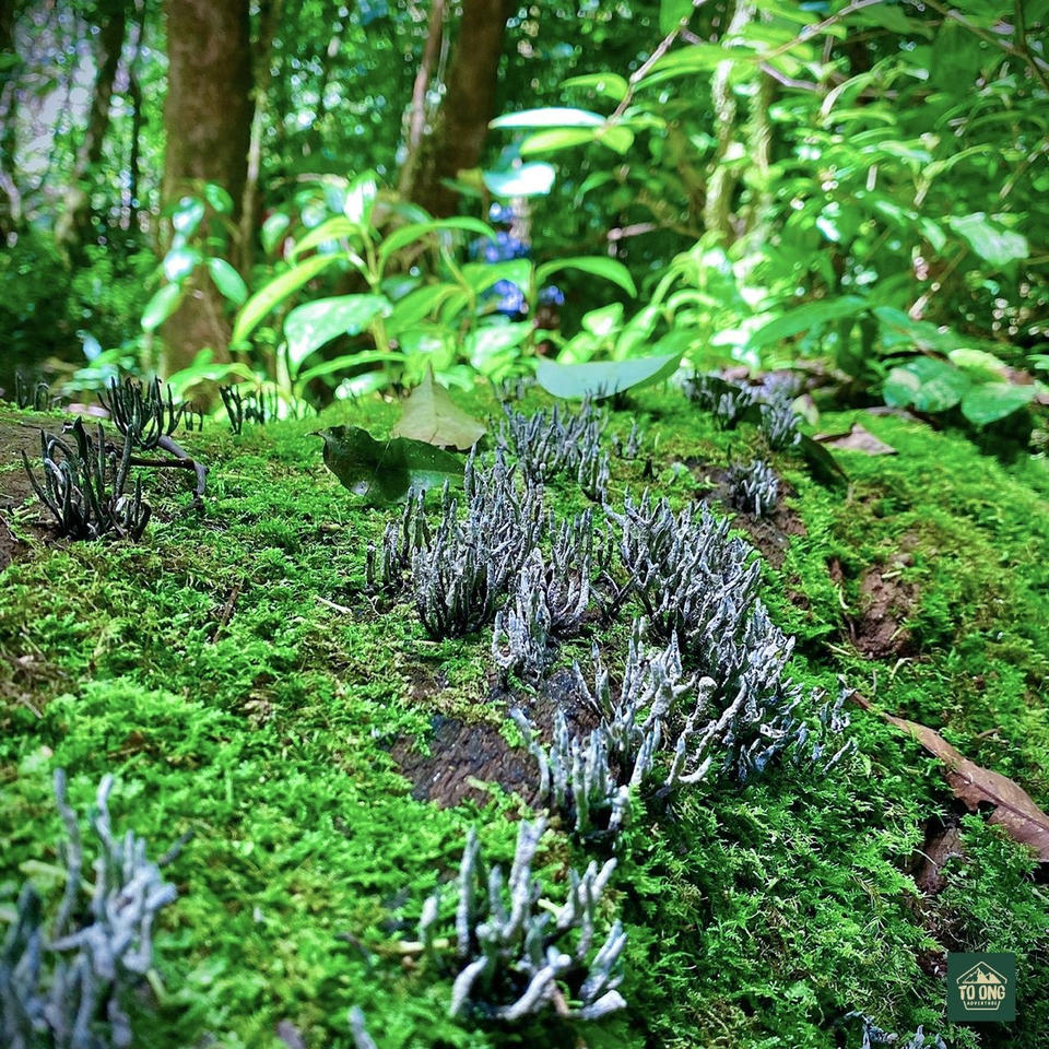 Tổ Ong Adventure