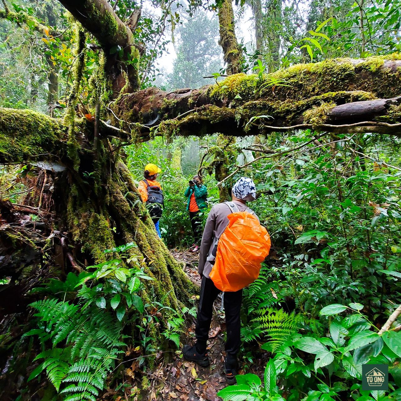 Tổ Ong Adventure